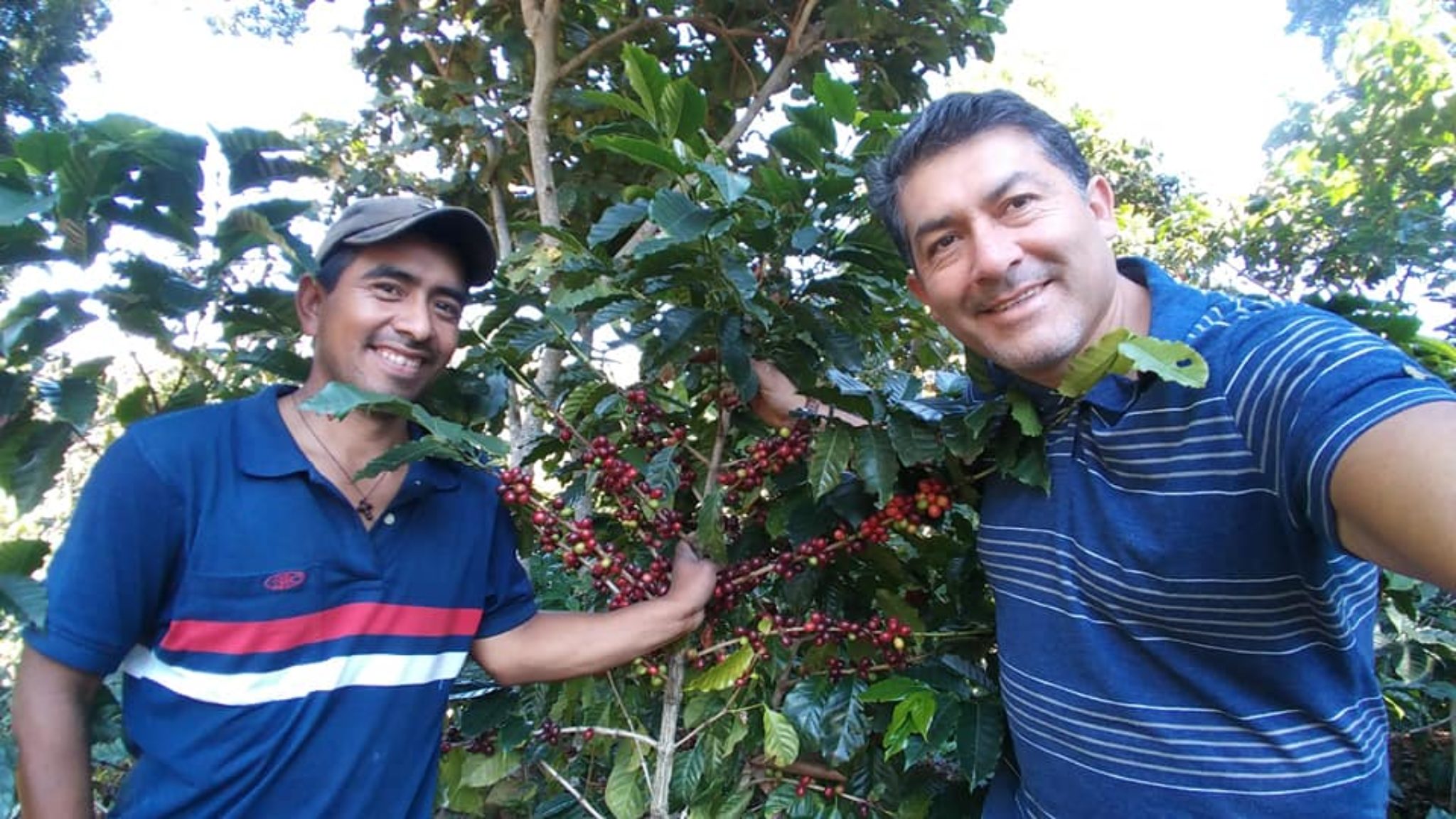 From Guatemala to Minnesota: Cafe Palmira’s family farmed coffee - Mill ...
