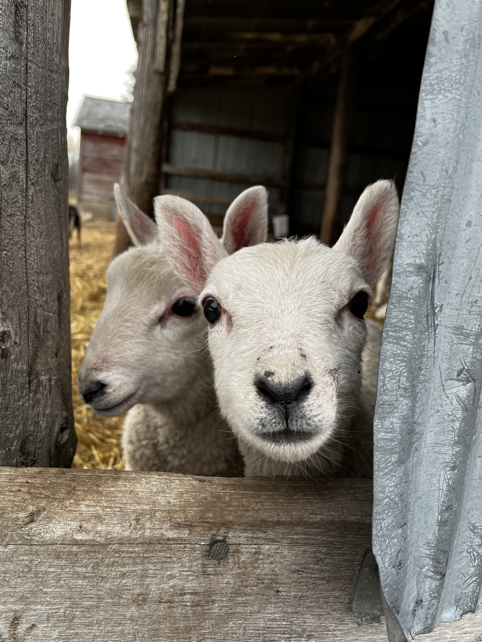 Get Bentz Farm - Mill City Farmers Market