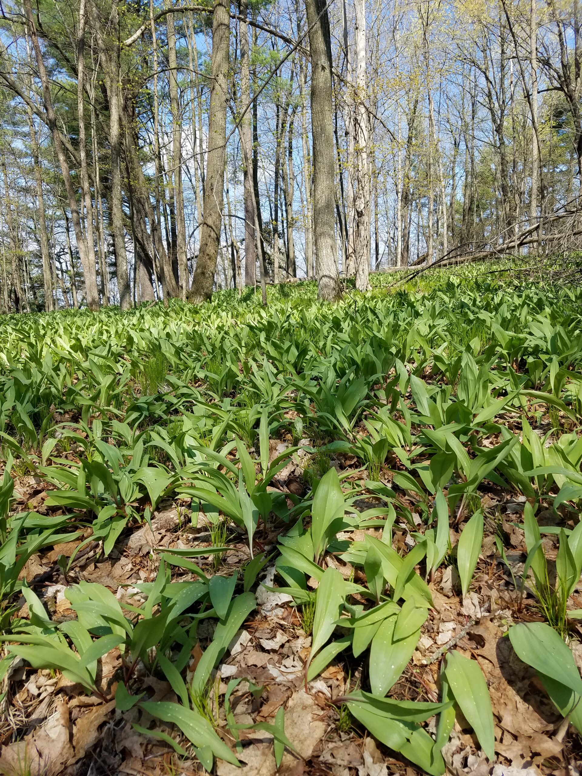 Morning Glory Farm and Gardens - Mill City Farmers Market